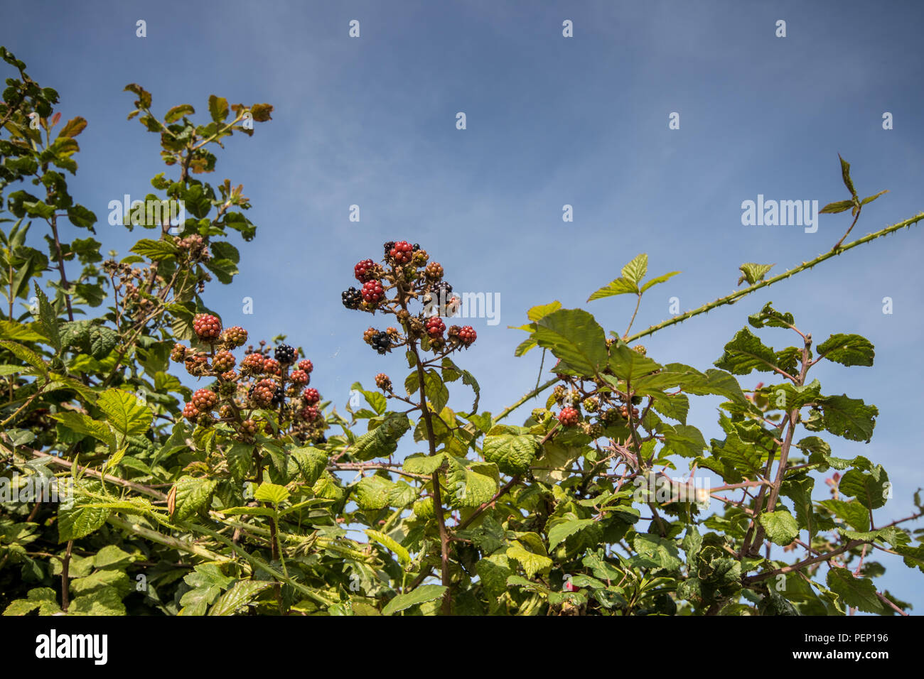 Thicket brambles hi-res stock photography and images - Alamy