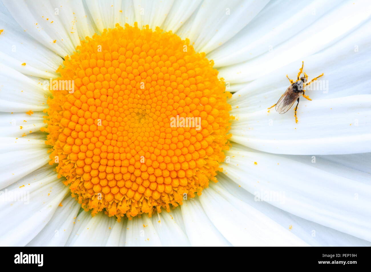 Flower Pollen Flying