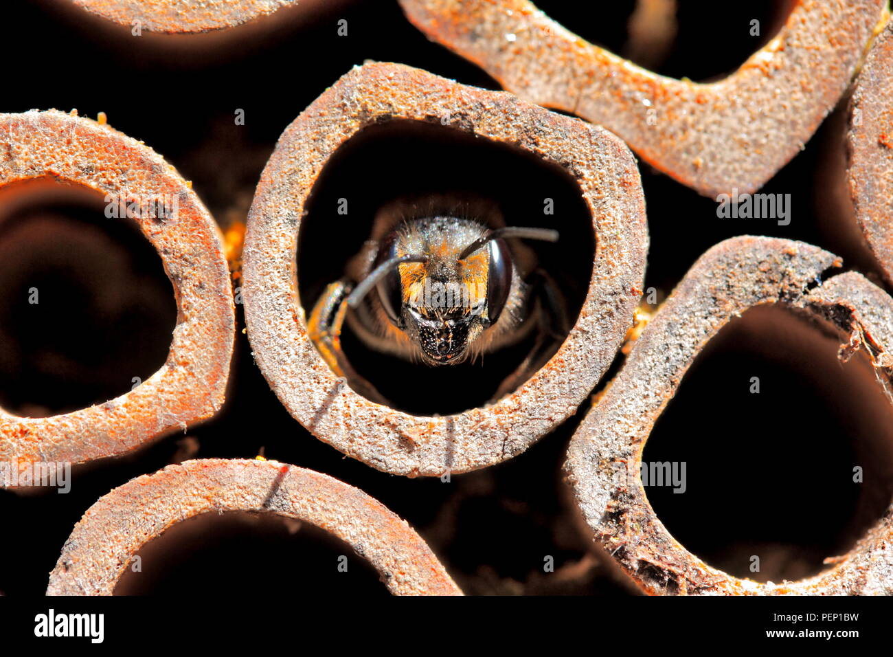 Leaf-cutter bee (Megachile) inside tube of the bee house Stock Photo ...