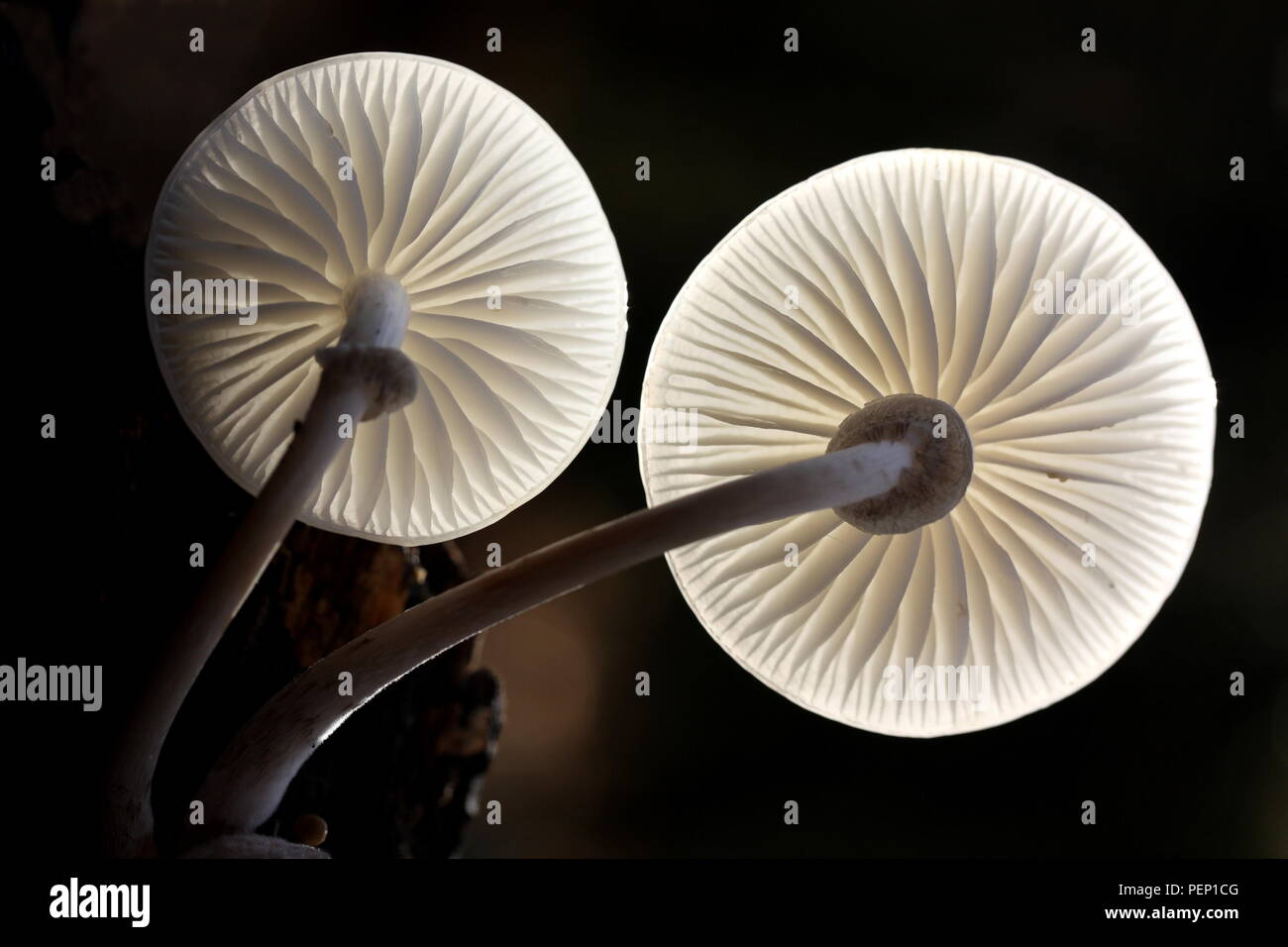 Lamellae hi-res stock photography and images - Alamy