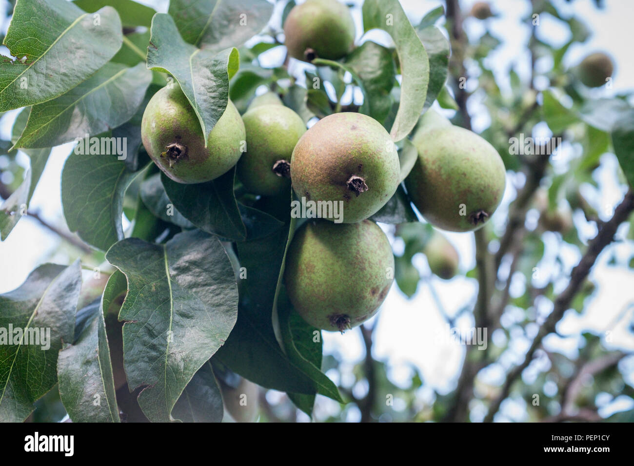 Pear hanging from a tree hi-res stock photography and images - Alamy