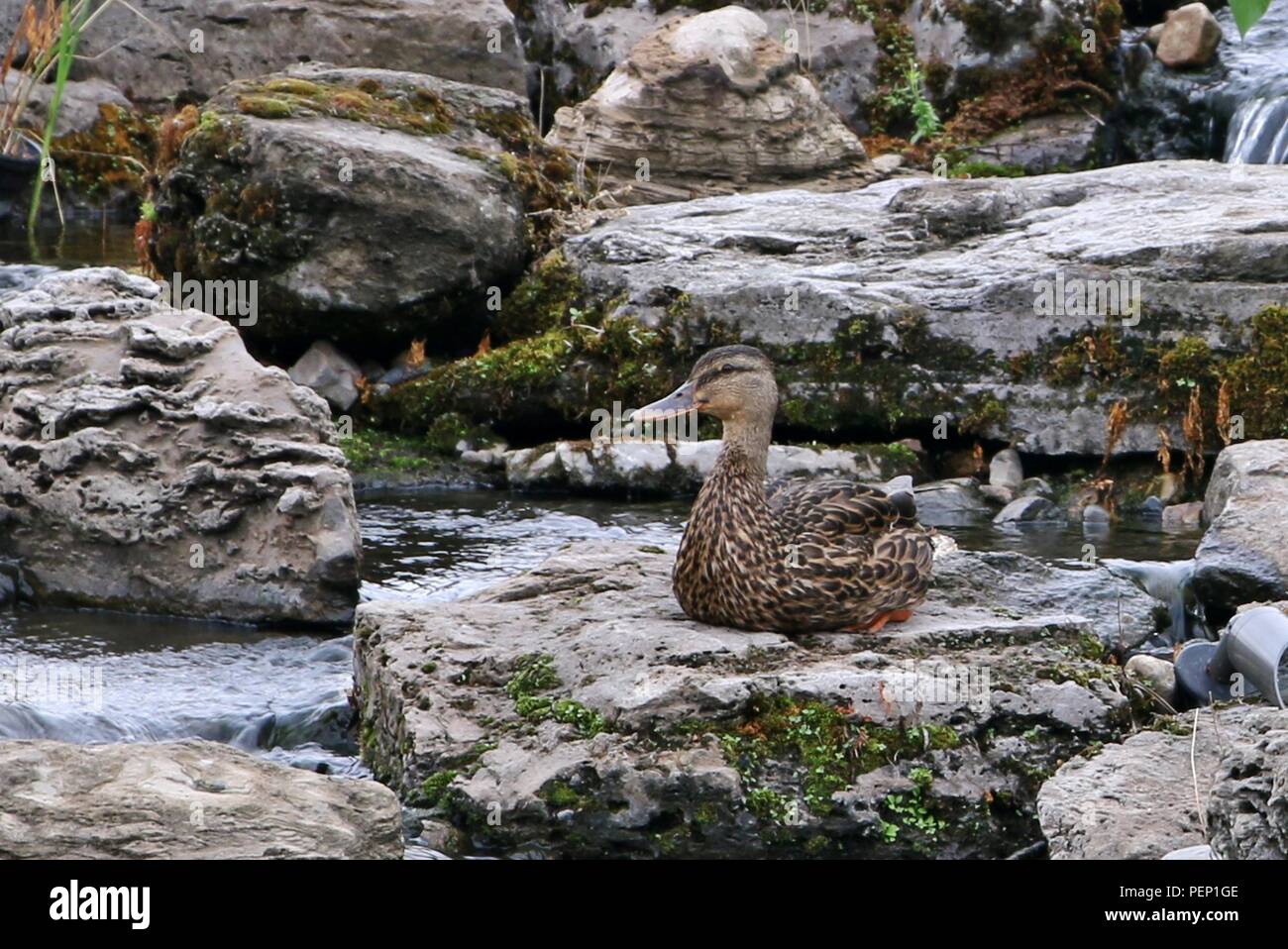 The duck is hiding in plain sight Stock Photo - Alamy
