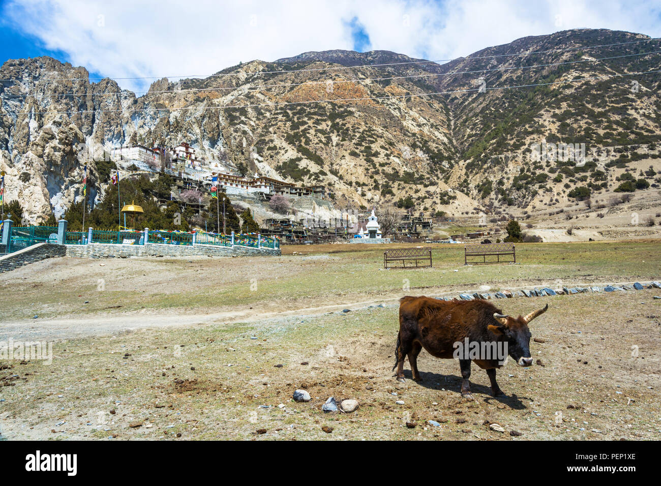 Big Buffalo with huge horns on the background of Nepalese village on ...
