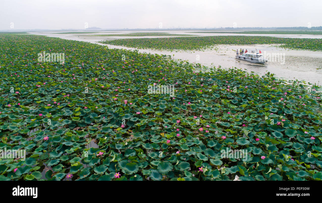Honghu lake hi-res stock photography and images - Alamy