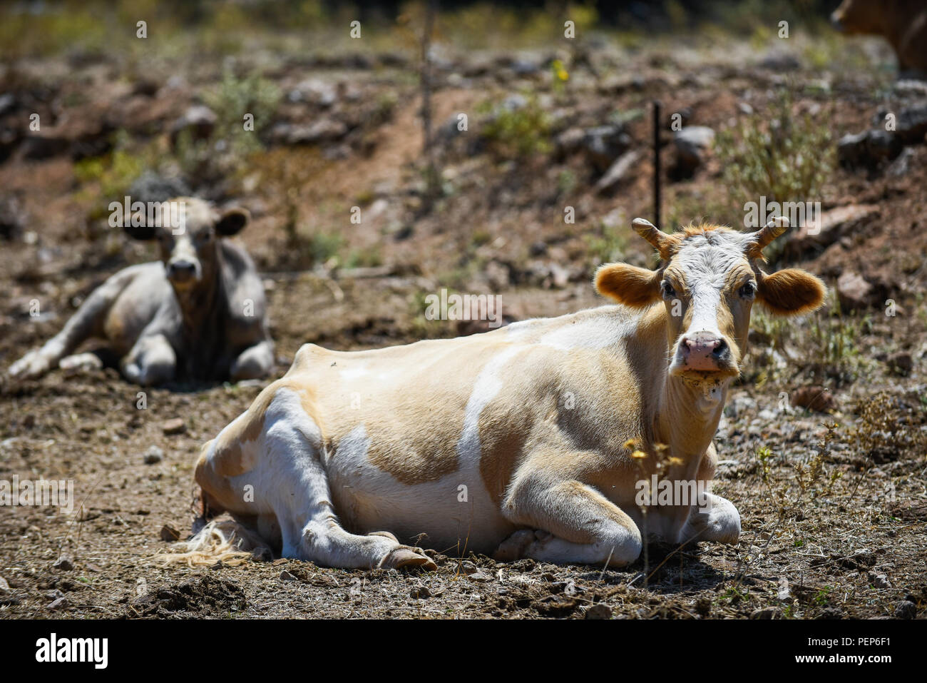 Kalavryta, Greece. 14th Aug, 2018. Cows are seen during the European E4 ...