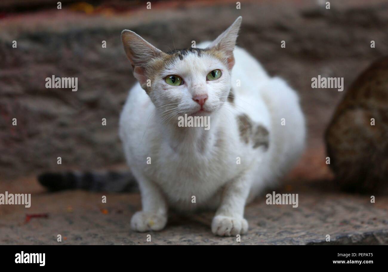 Kathmandu, Nepal. 17th Aug, 2018. A kitten roams on the Hanumandhoka ...