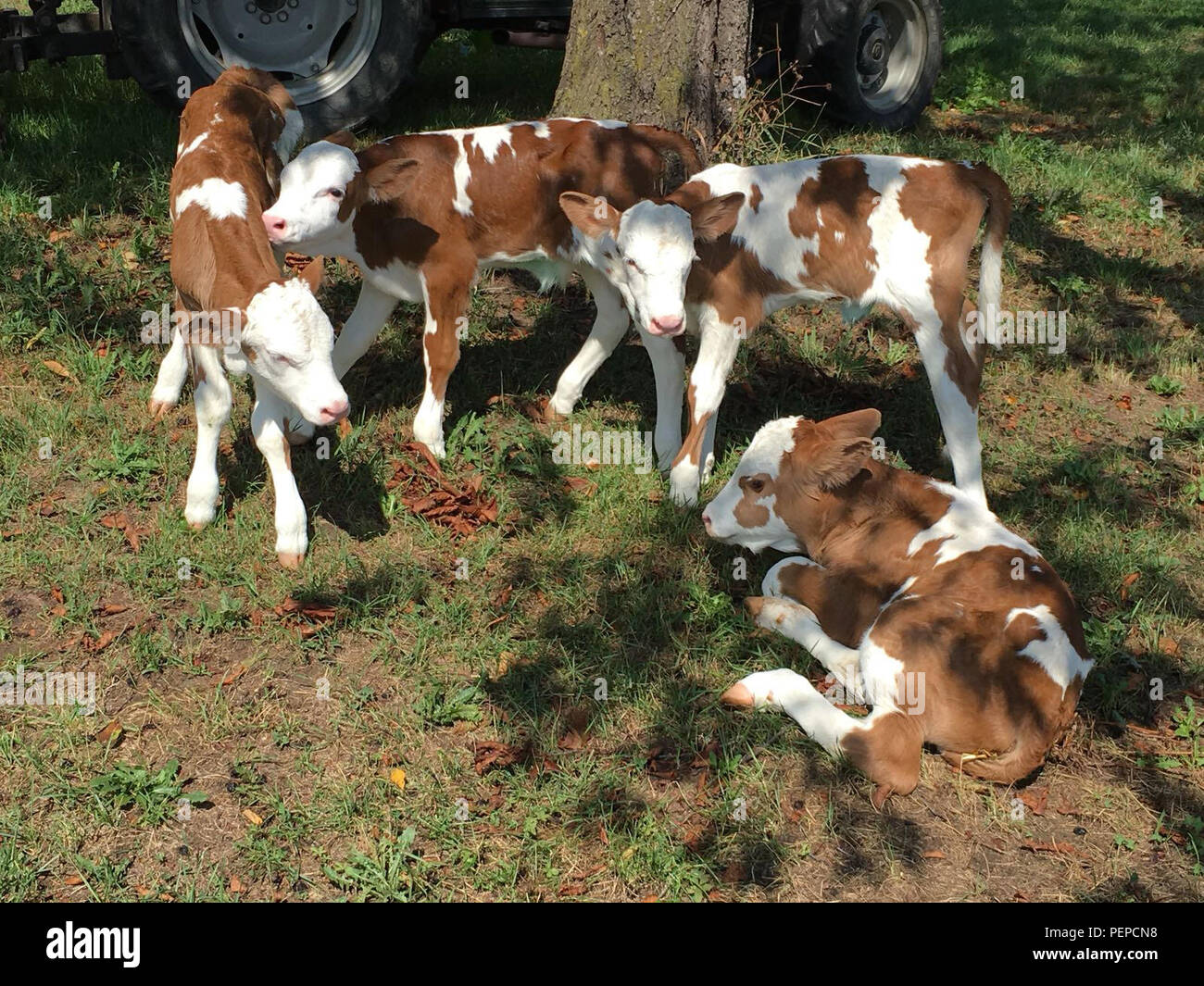 HANDOUT - 17 August 2018, Germany, Radolfzell on Lake Constance ...
