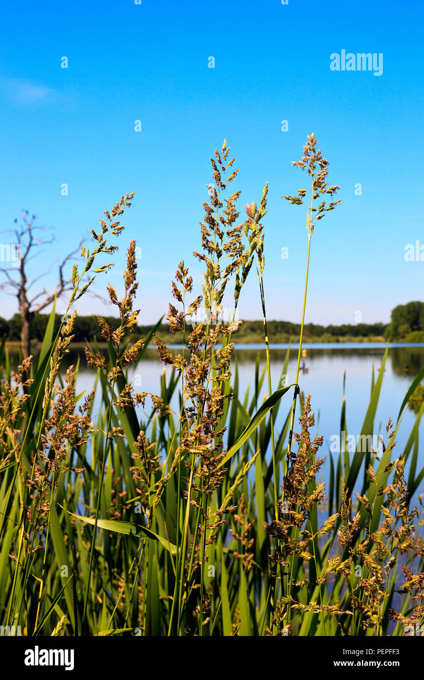 Grass grasses long tall clear blue sky skies hi-res stock photography ...