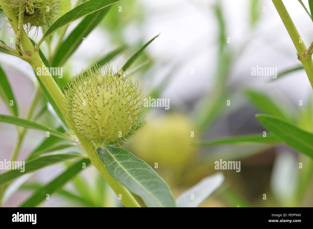 Balloon cotton bush hi-res stock photography and images - Alamy