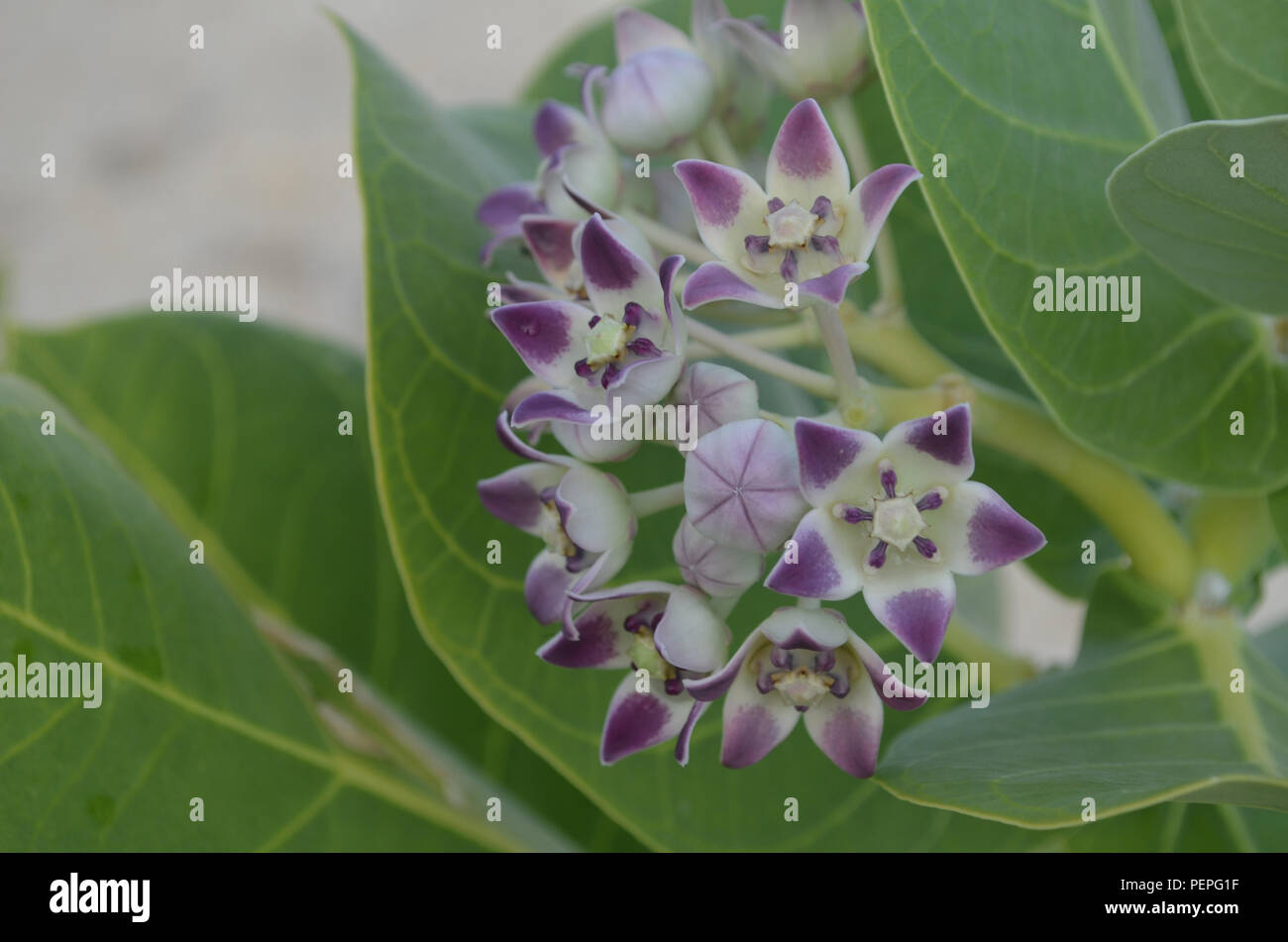 Aruba flowers hi-res stock photography and images - Alamy