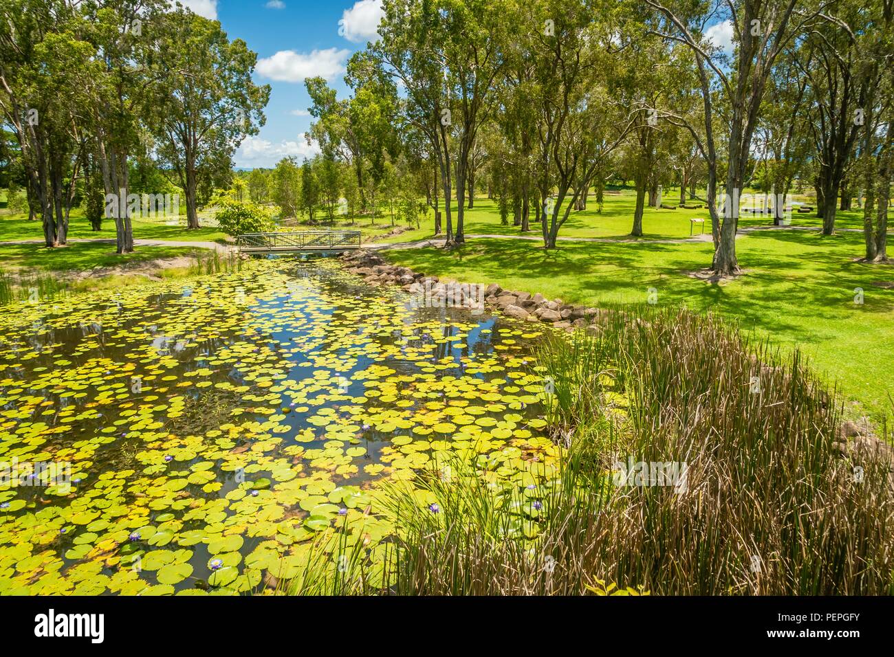 River and wetlands in Tyto in the summer, Queensland Stock Photo - Alamy