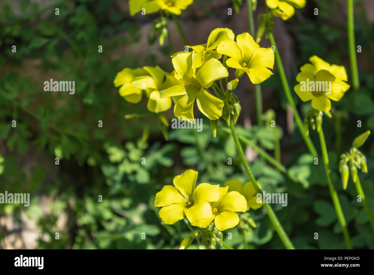 Oxalis pes-caprae Wild Bermuda buttercup flowers Stock Photo - Alamy
