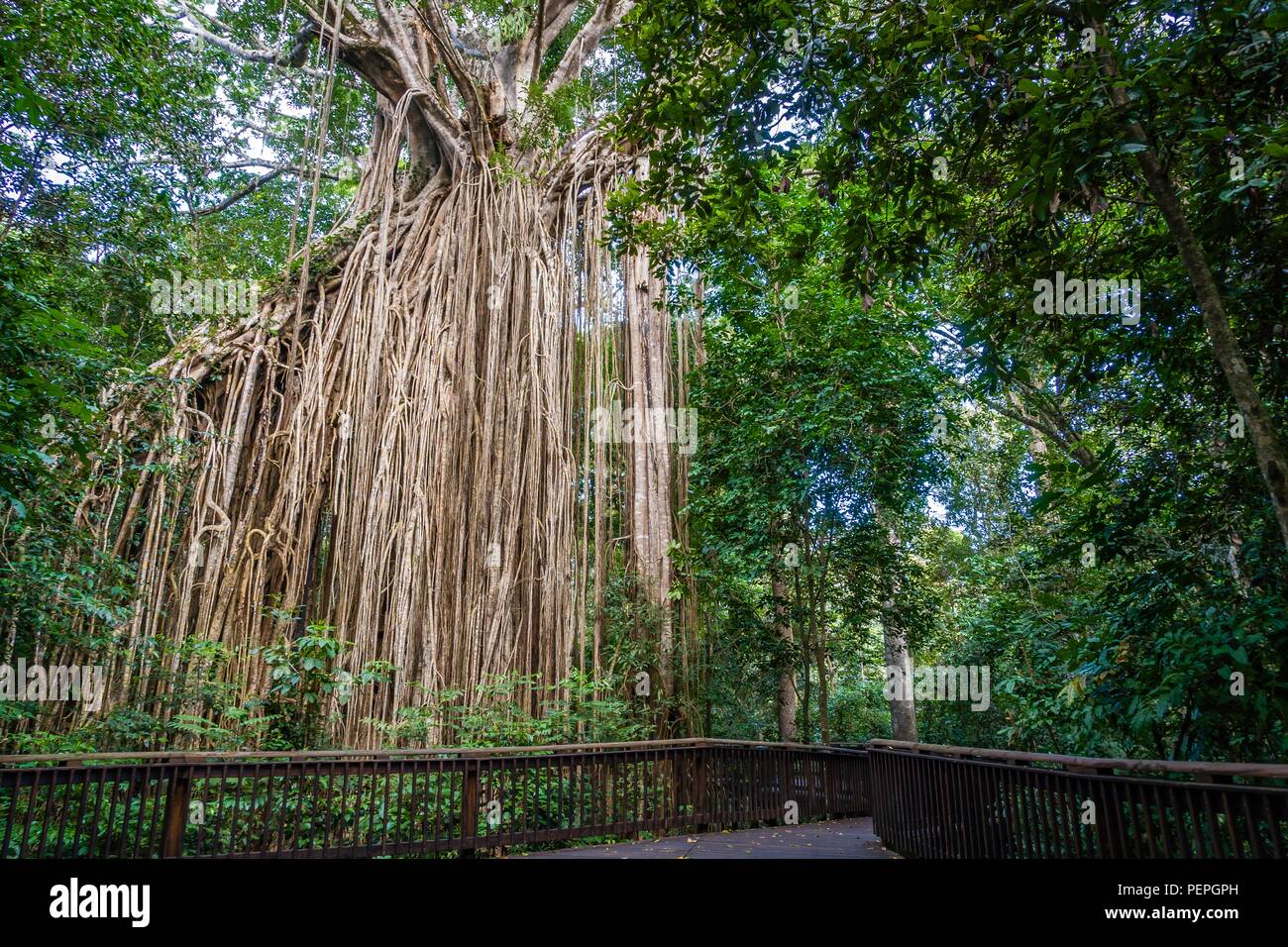 Curtain fig tree in the summer in Queensland, Australia Stock Photo - Alamy