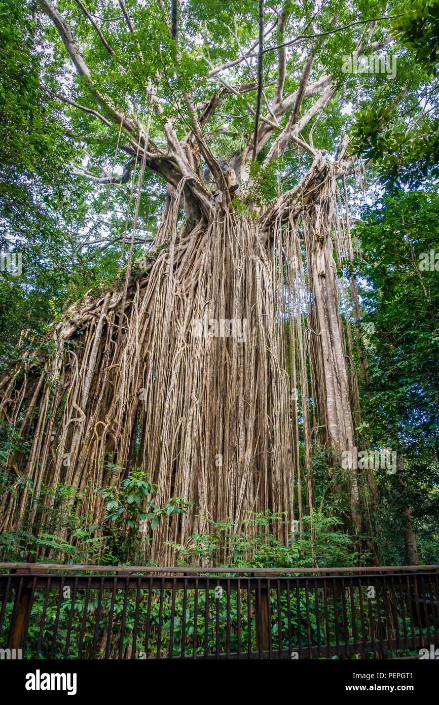 Curtain fig tree national park in Queensland, Australia Stock Photo - Alamy