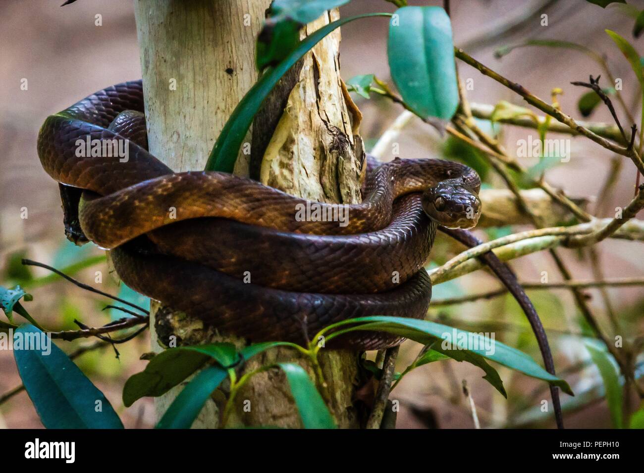 Brown snake coiled on a tree in Australia Stock Photo - Alamy