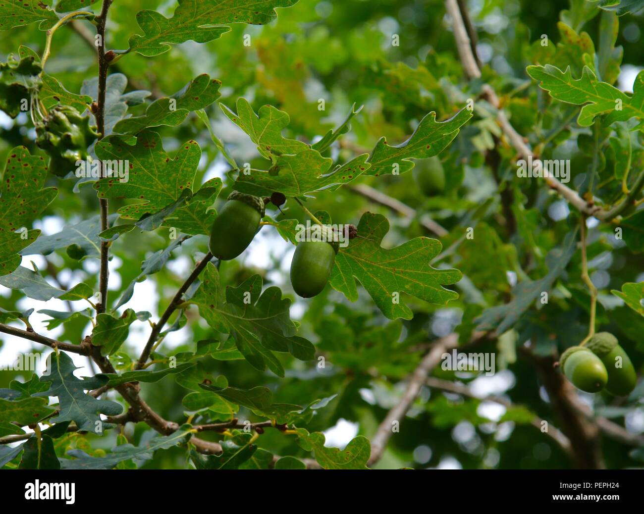 Old untouched trees in green hi-res stock photography and images - Alamy