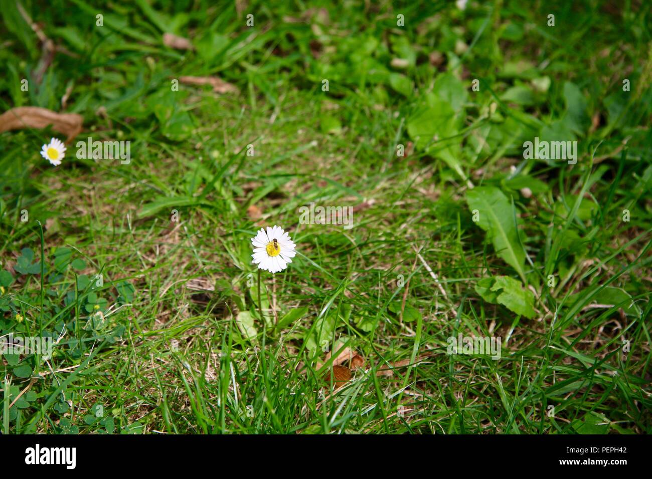 Small white daisy like flowers hi-res stock photography and images - Alamy