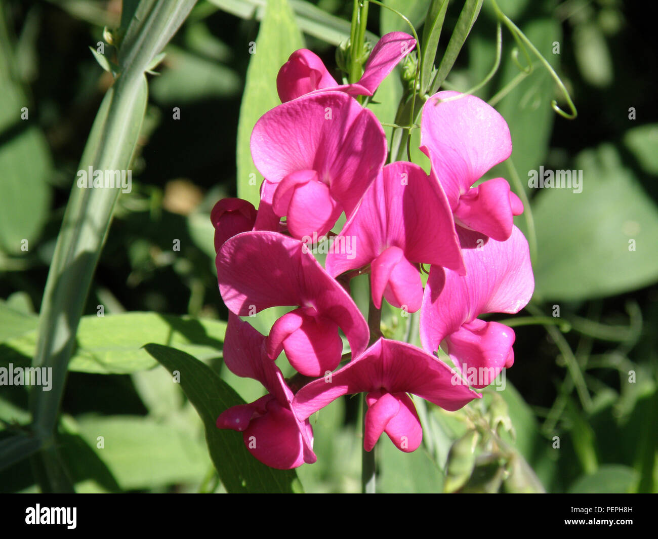 Garden with flowering pink sweet pea flowers Stock Photo - Alamy