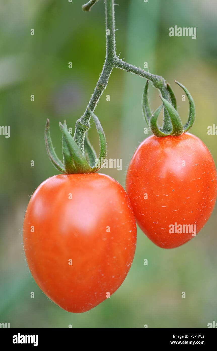 Fresh red tomatoes ripening in the greenhouse Stock Photo - Alamy