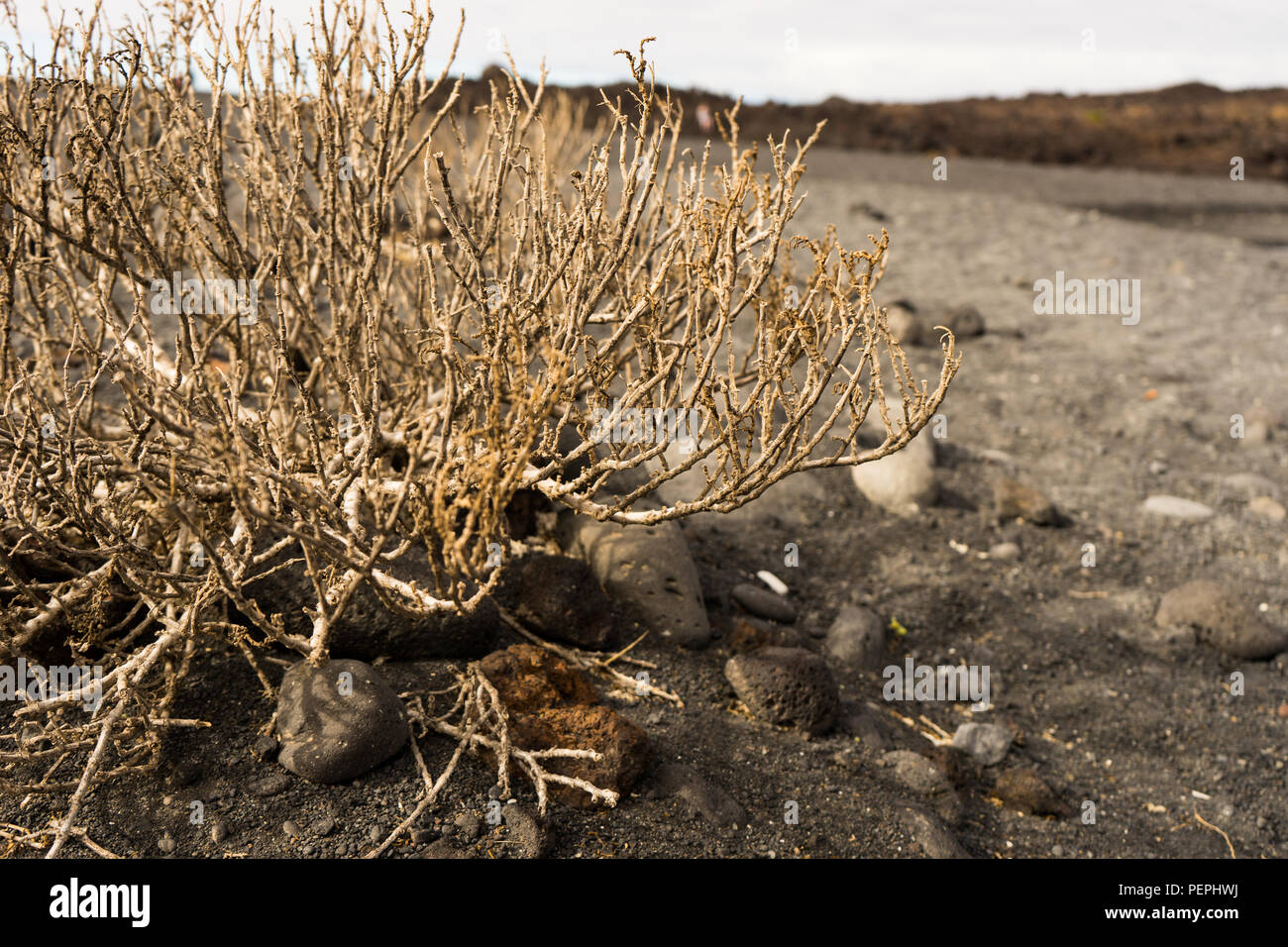Dead bush on black sandy beach with volcanic rock Stock Photo - Alamy