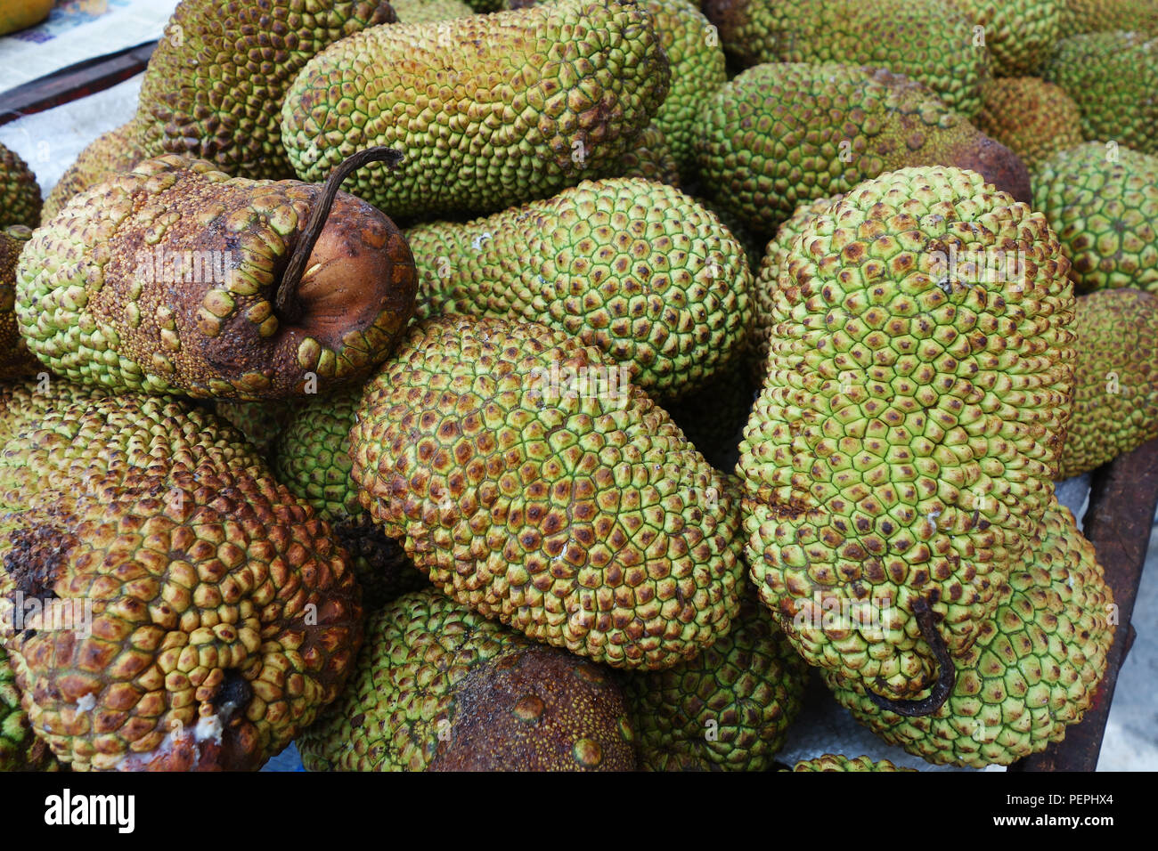Cempedak is a kind of jack fruit also known scientific name as ...