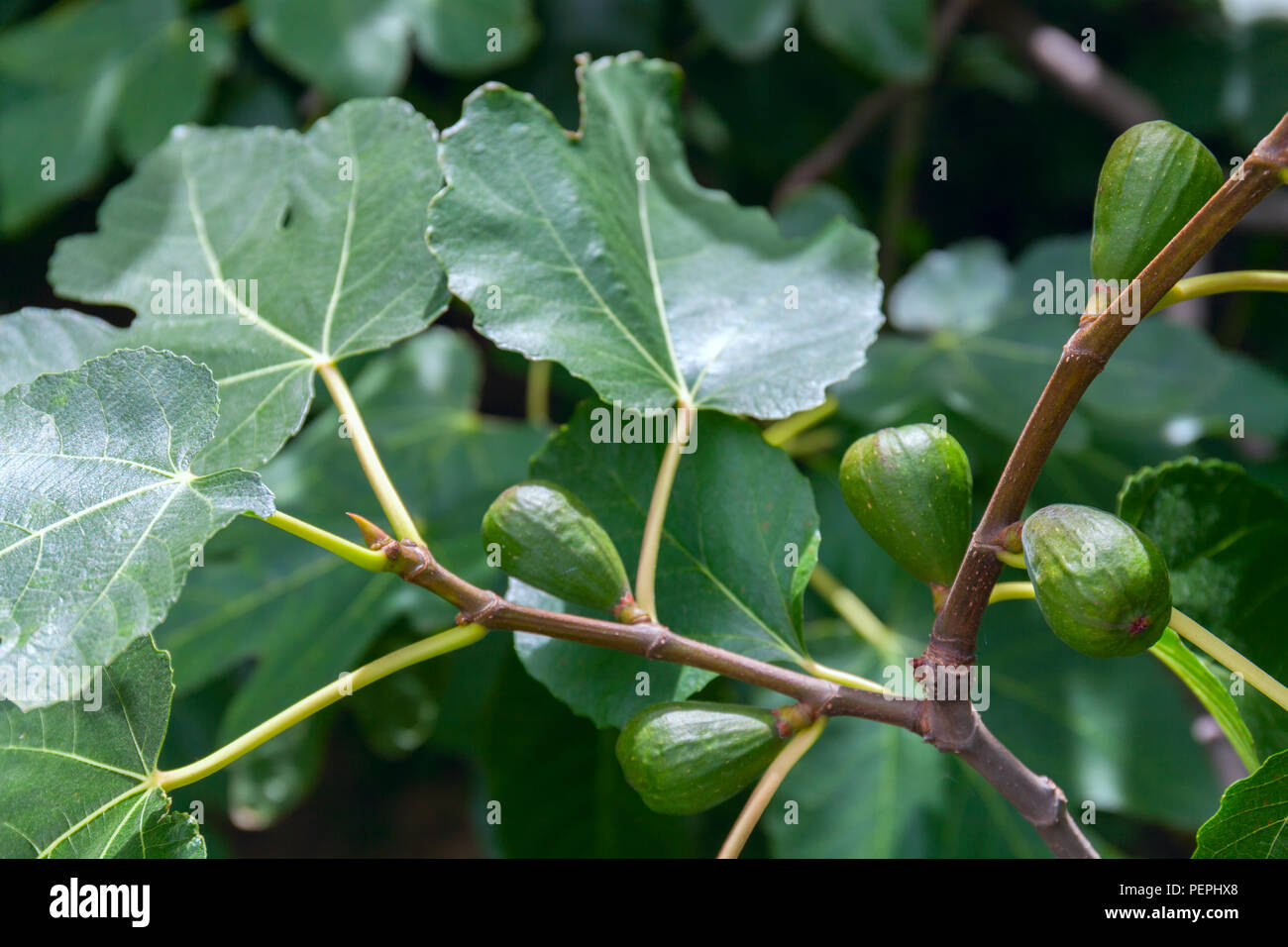 Fig tree detail hi-res stock photography and images - Alamy