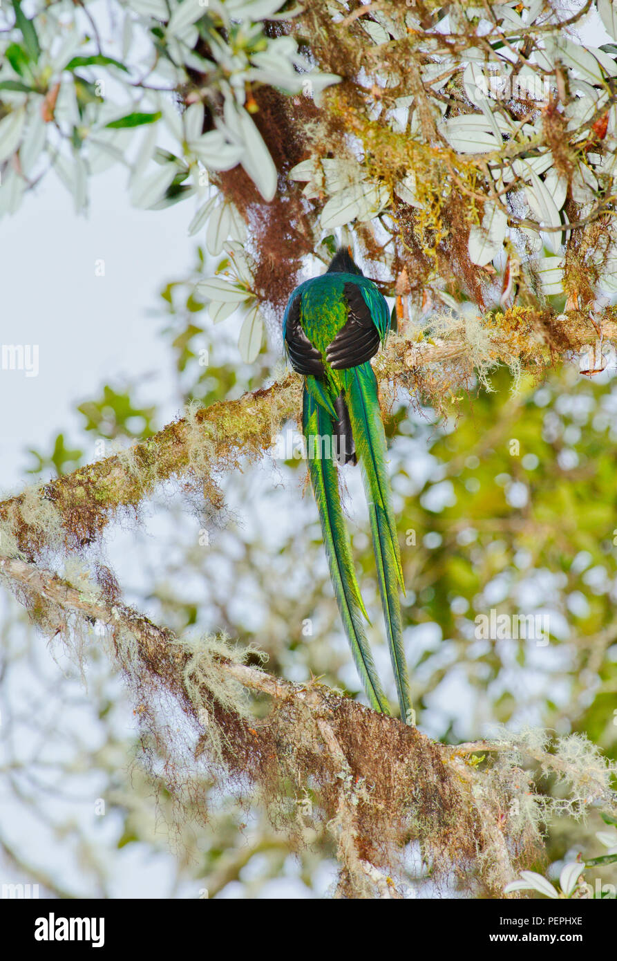 Quetzales hi-res stock photography and images - Alamy
