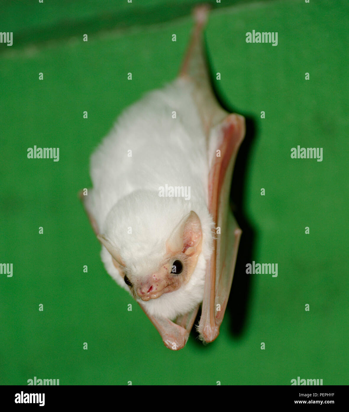 Ugly bat hi-res stock photography and images - Alamy
