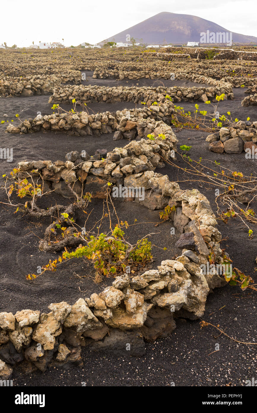 Black sand vineyard hi-res stock photography and images - Alamy