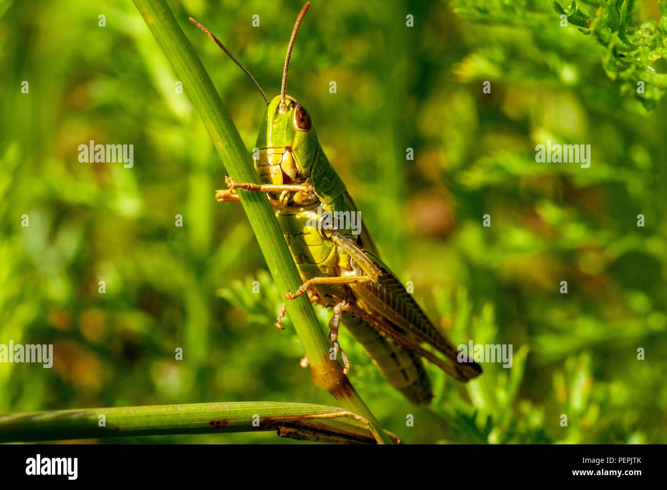 Grasshopper armor hi-res stock photography and images - Alamy