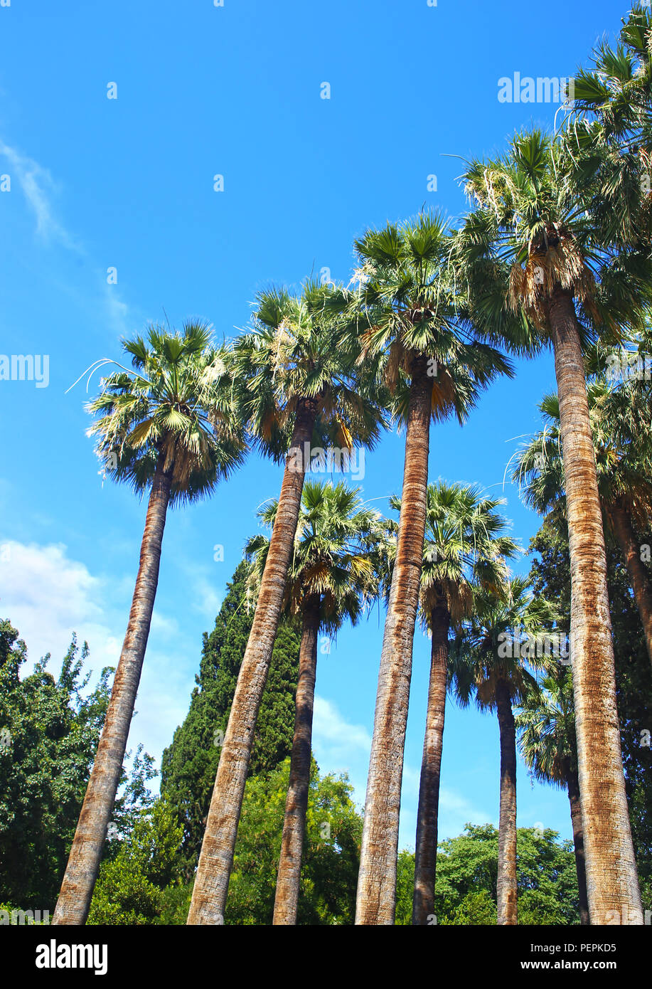 tall palm trees at the National Garden of Athens Greece Stock Photo - Alamy