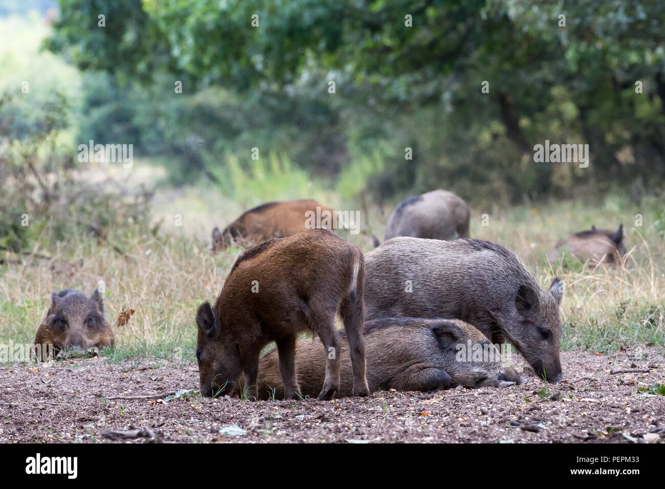 Boar tusk hi-res stock photography and images - Alamy