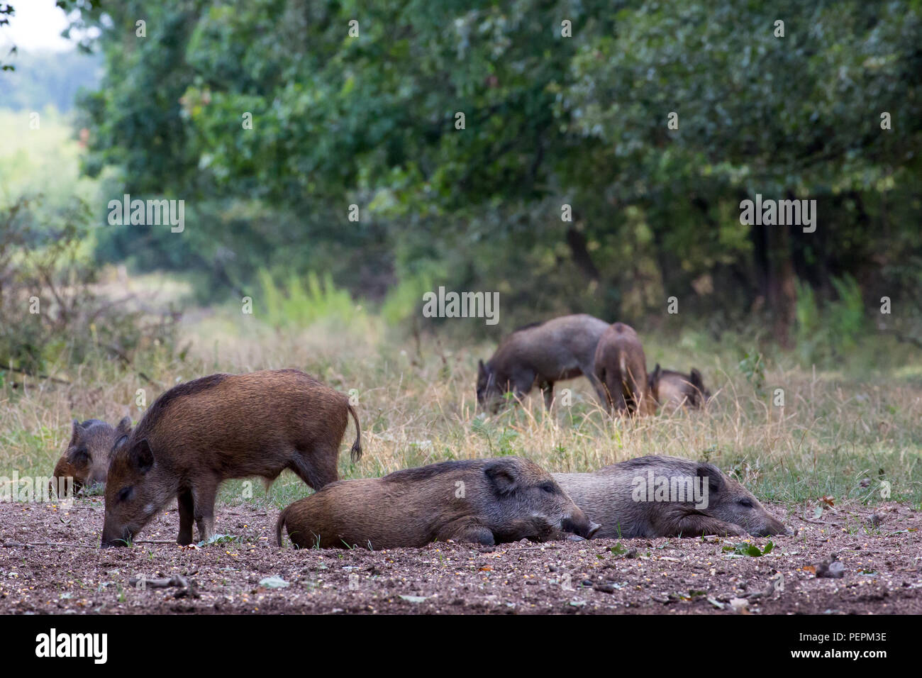 Giant boar hi-res stock photography and images - Alamy