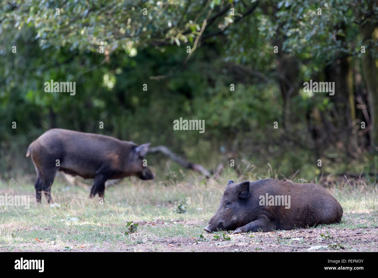 Boar tusk hi-res stock photography and images - Alamy