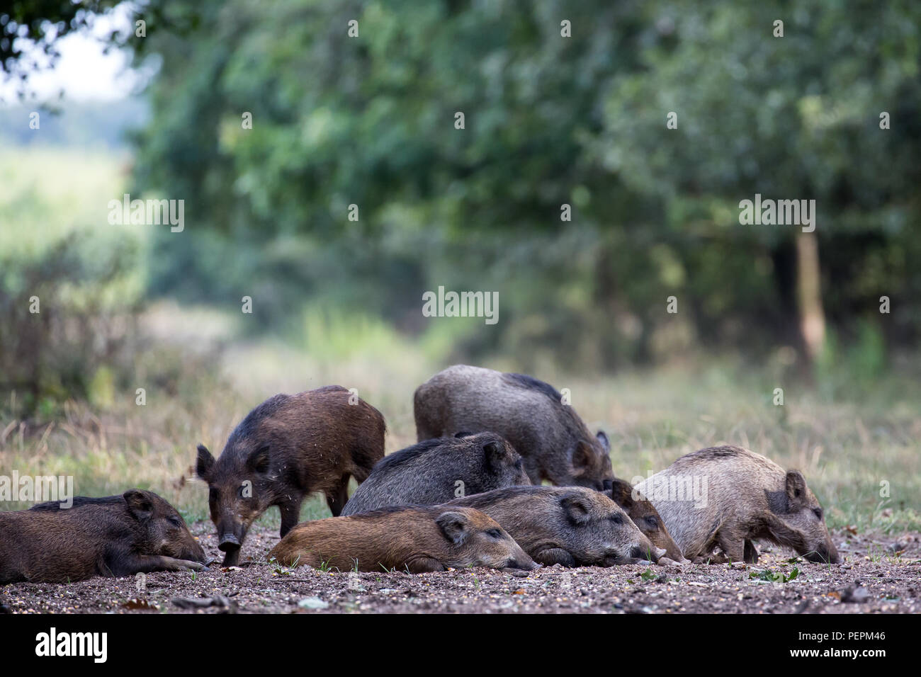 Boar tusk hi-res stock photography and images - Alamy