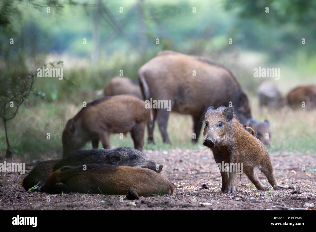 Boar fang hi-res stock photography and images - Alamy