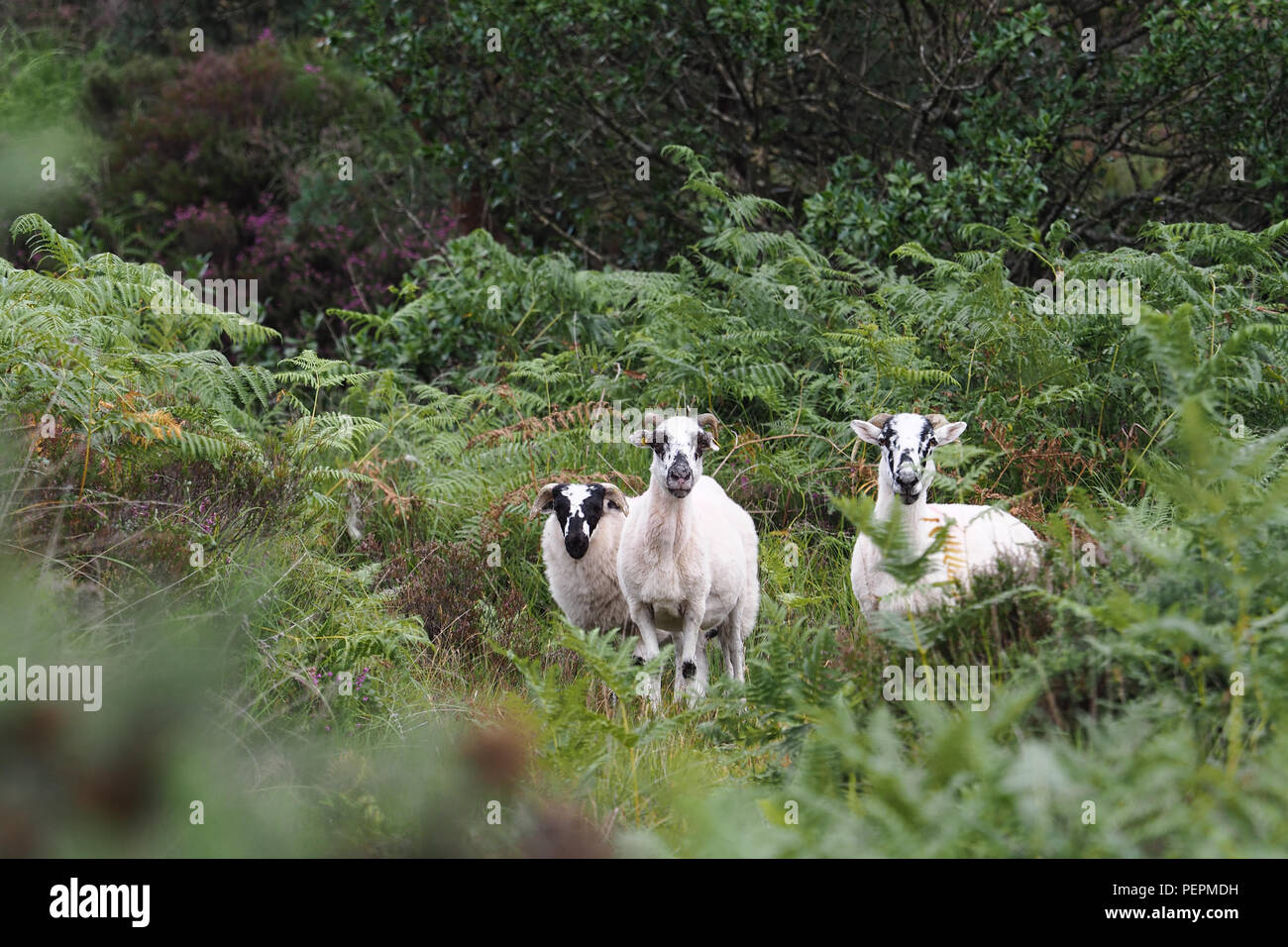 Blackface mountain sheep in upland habitat hi-res stock photography and images - Alamy