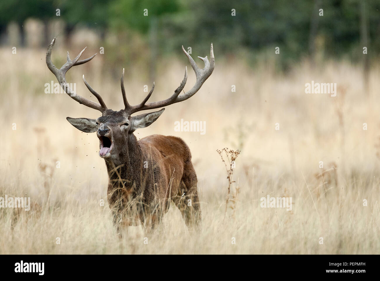 Silhouette of stag roaring hi-res stock photography and images - Alamy