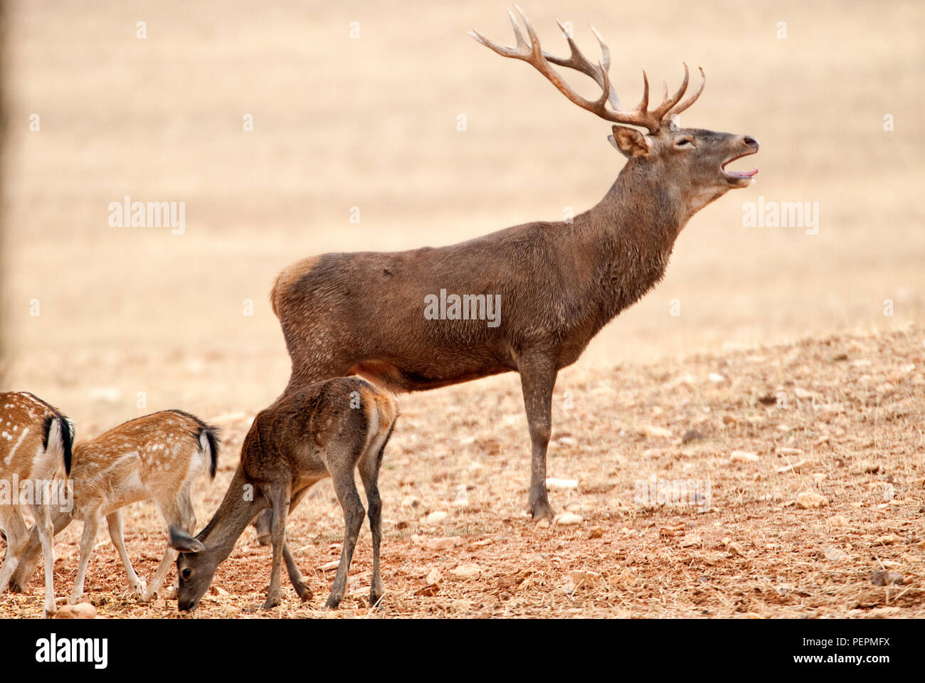 Silhouette of stag roaring hi-res stock photography and images - Alamy