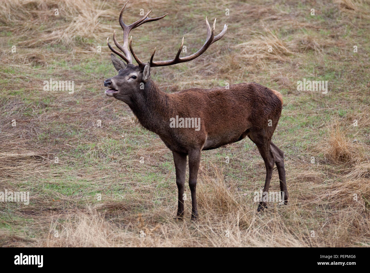 Silhouette of stag roaring hi-res stock photography and images - Alamy
