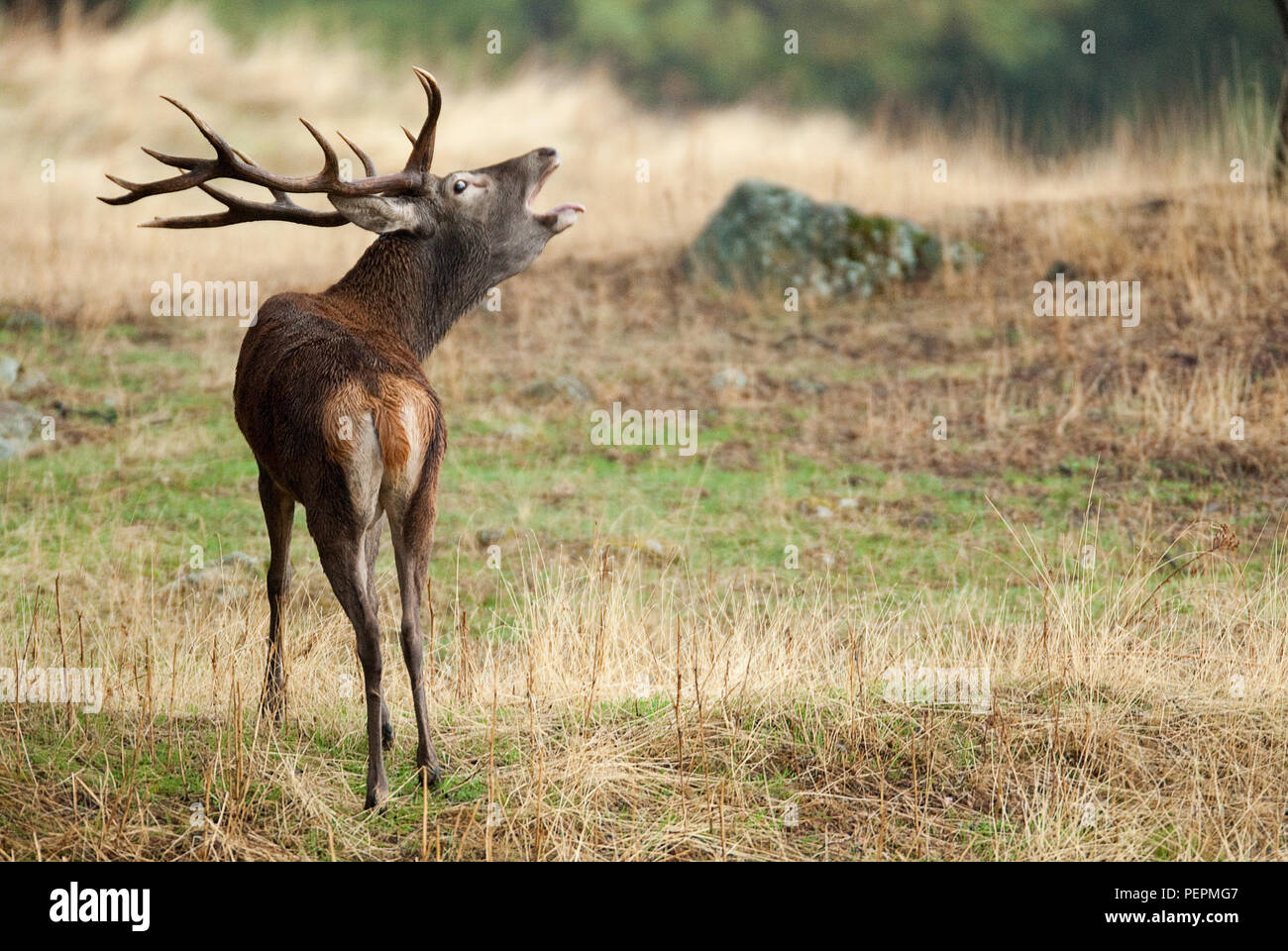 Red Deer, Deers, Cervus elaphus - Rut time, stag, Red deer roaring ...