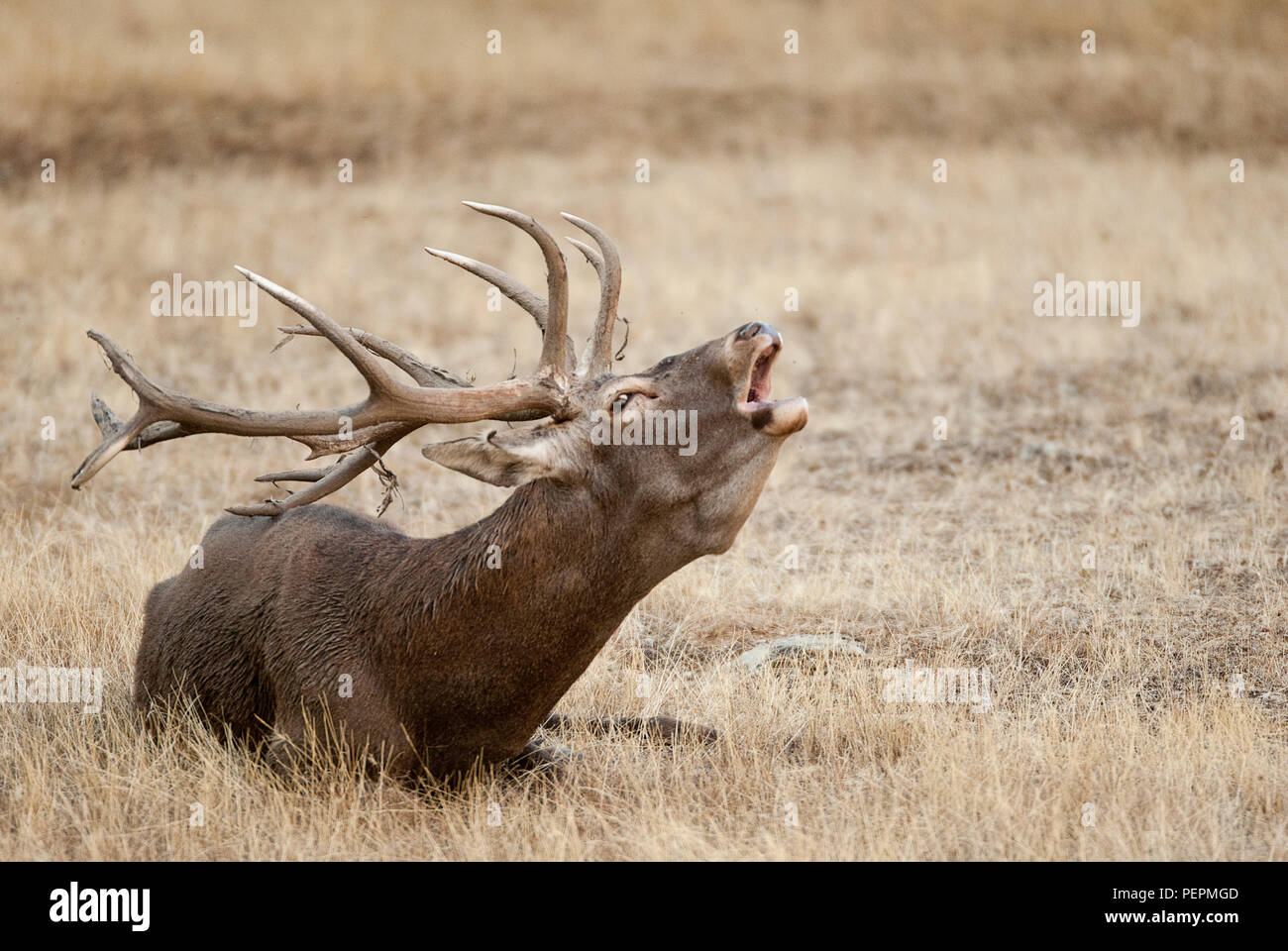 Silhouette of stag roaring hi-res stock photography and images - Alamy