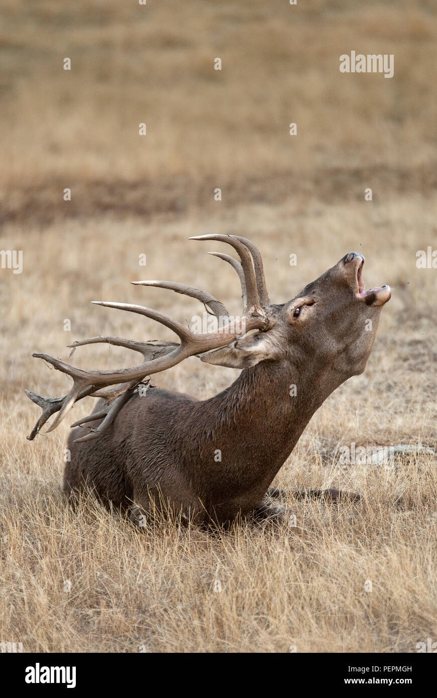 Silhouette of stag roaring hi-res stock photography and images - Alamy