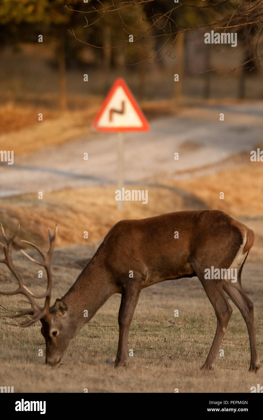 Mating signal hi-res stock photography and images - Alamy