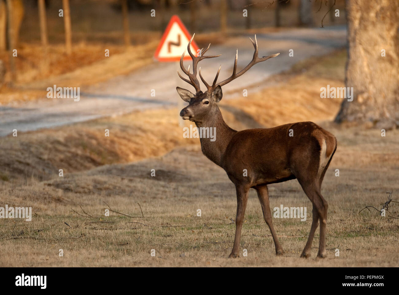 Mating signal hi-res stock photography and images - Alamy