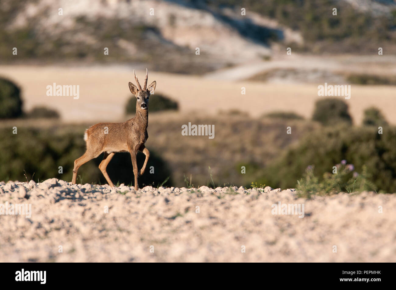 Roe deer, Capreolus capreolus Stock Photo - Alamy