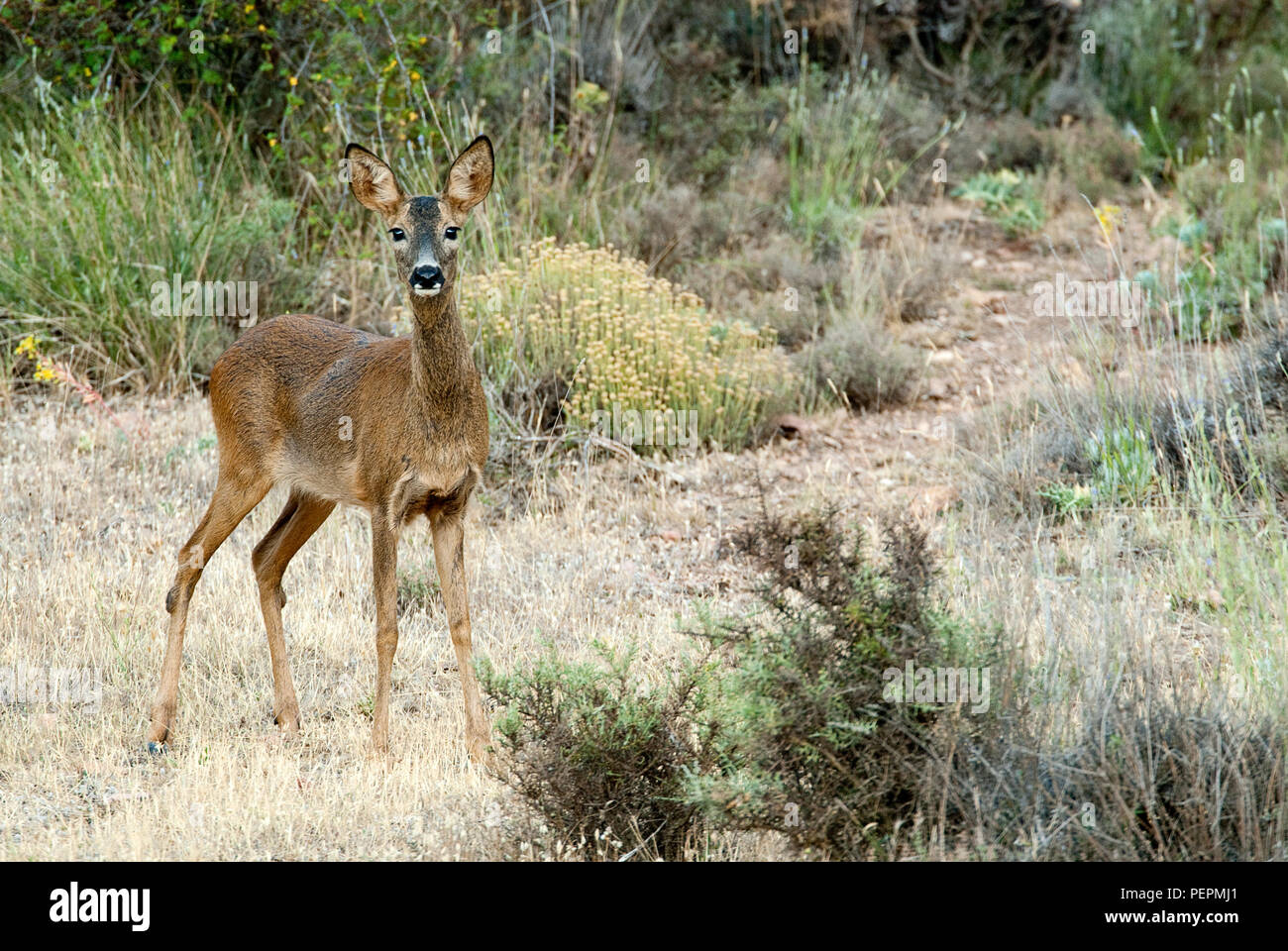 Roe deer, Capreolus capreolus Stock Photo - Alamy