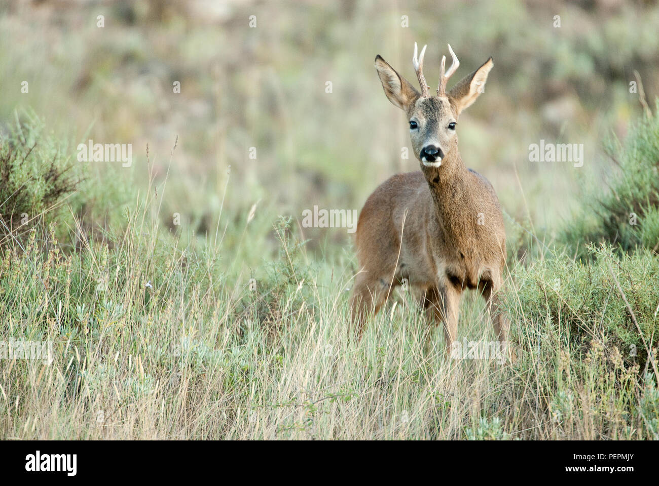 Roe deer, Capreolus capreolus Stock Photo - Alamy