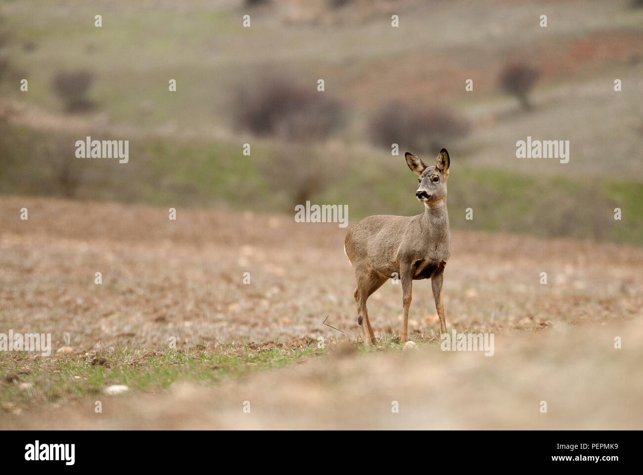 Roe deer, Capreolus capreolus Stock Photo - Alamy