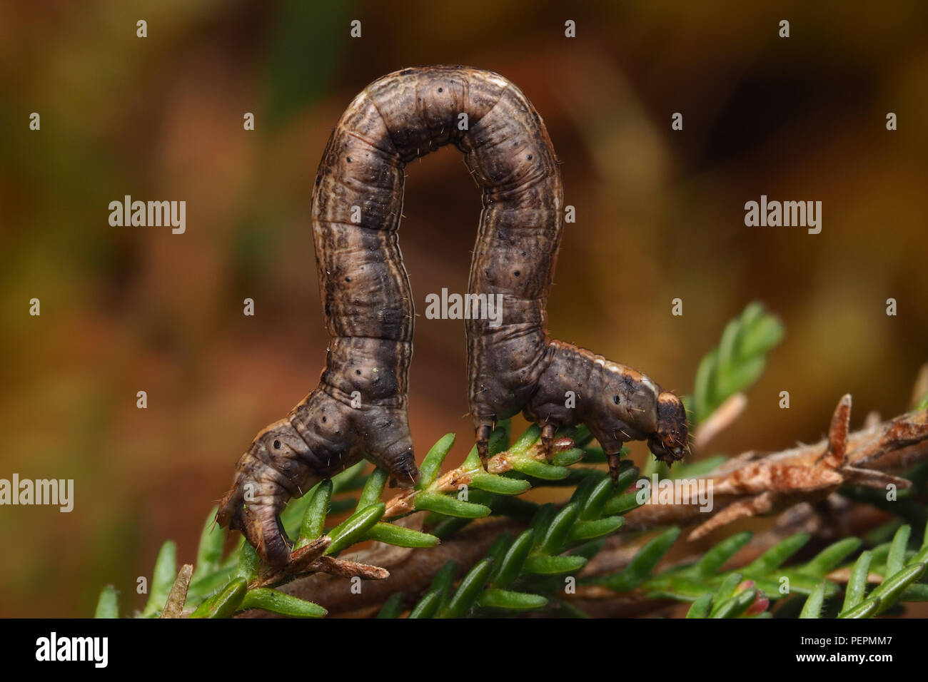 Mottled beauty moth caterpillar hi-res stock photography and images - Alamy